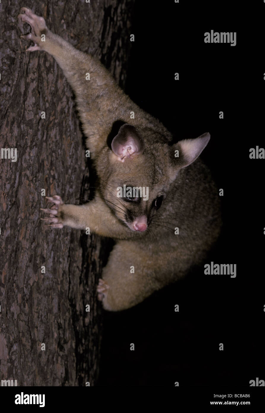 A Brushtail Possum descending a tree using its long claws to grip Stock ...