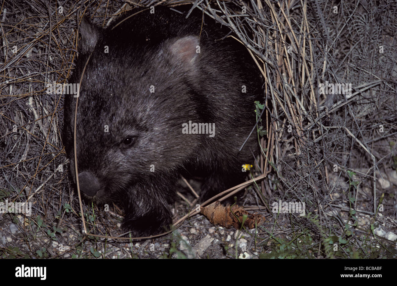 A Common Wombat leaving its burrow entrance to feed at night Stock ...