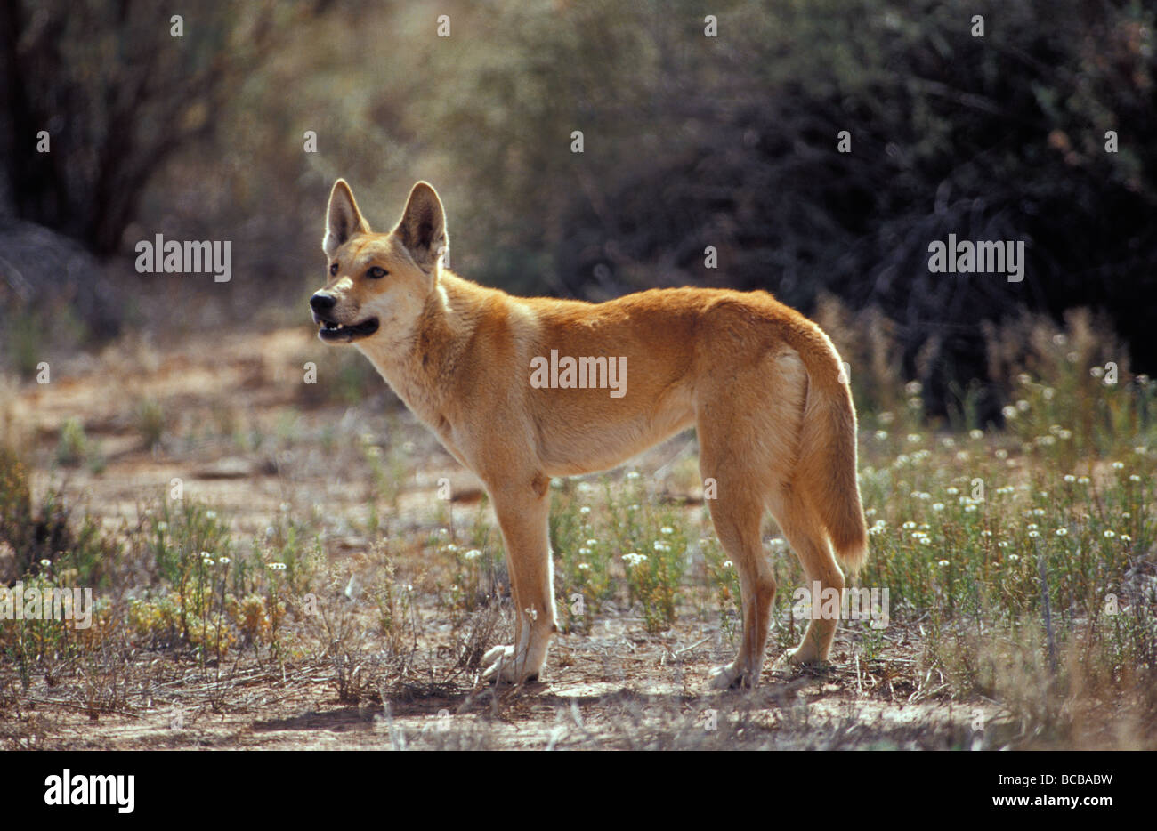 An alert Dingo standing in an open patch of desert wild flowers Stock ...