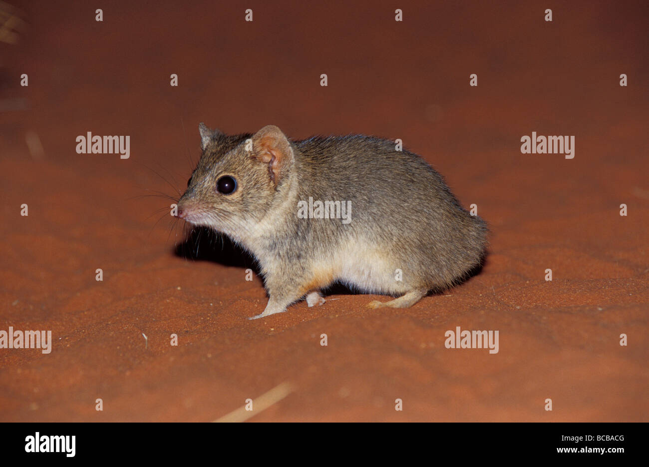 Ampurta hi-res stock photography and images - Alamy