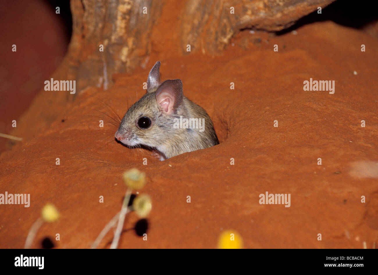 Hopping mouse hi-res stock photography and images - Alamy