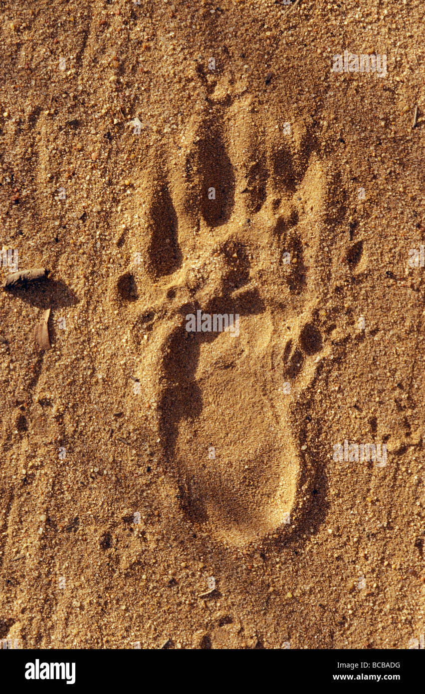 Hairy nosed wombat northern hi-res stock photography and images - Alamy