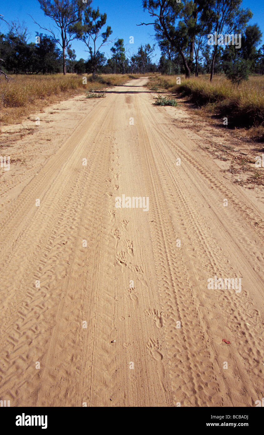 Endangered Northern Hairy-Nosed Wombat foot prints on a sandy track ...