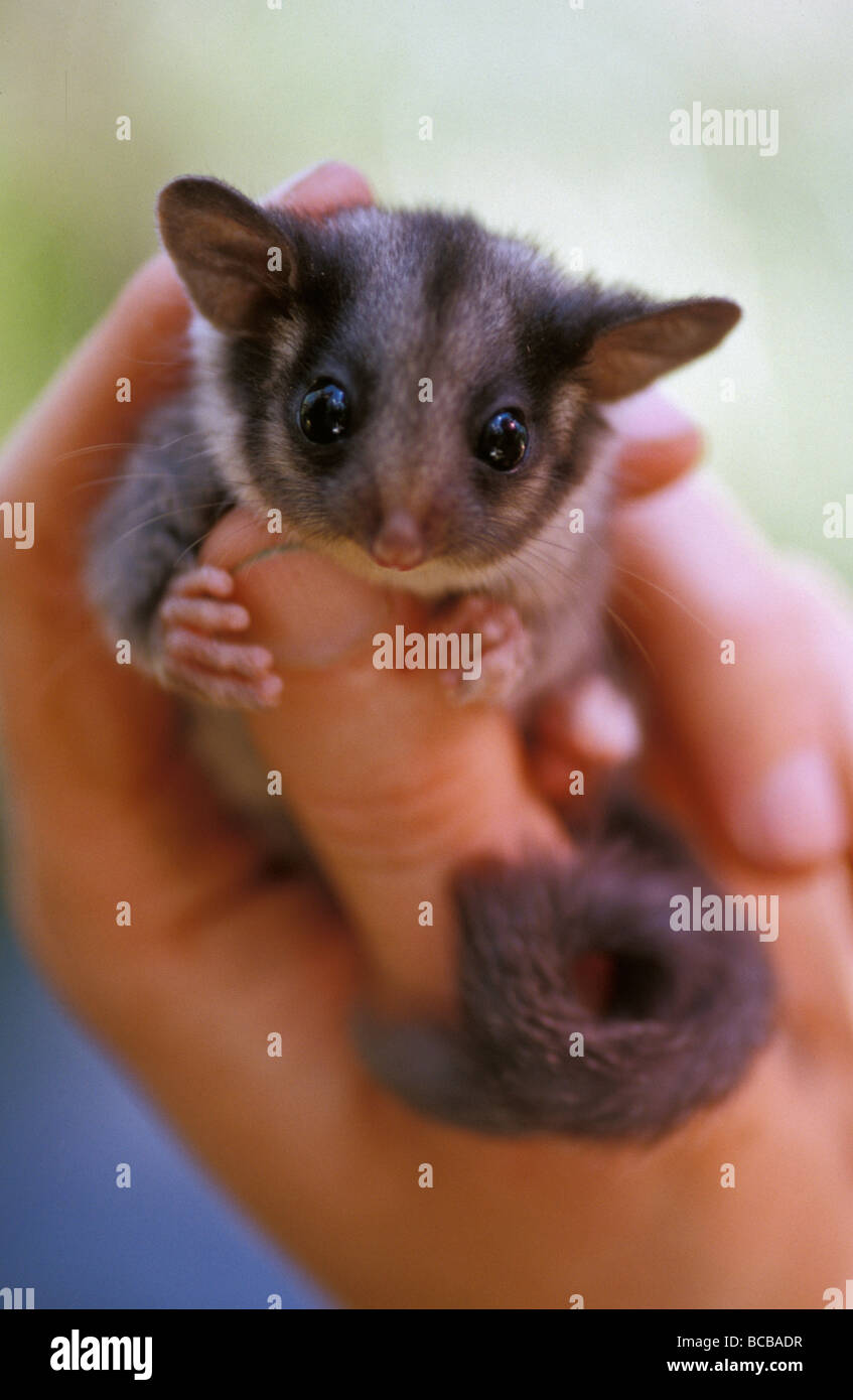Leadbeater’s possum hi-res stock photography and images - Alamy