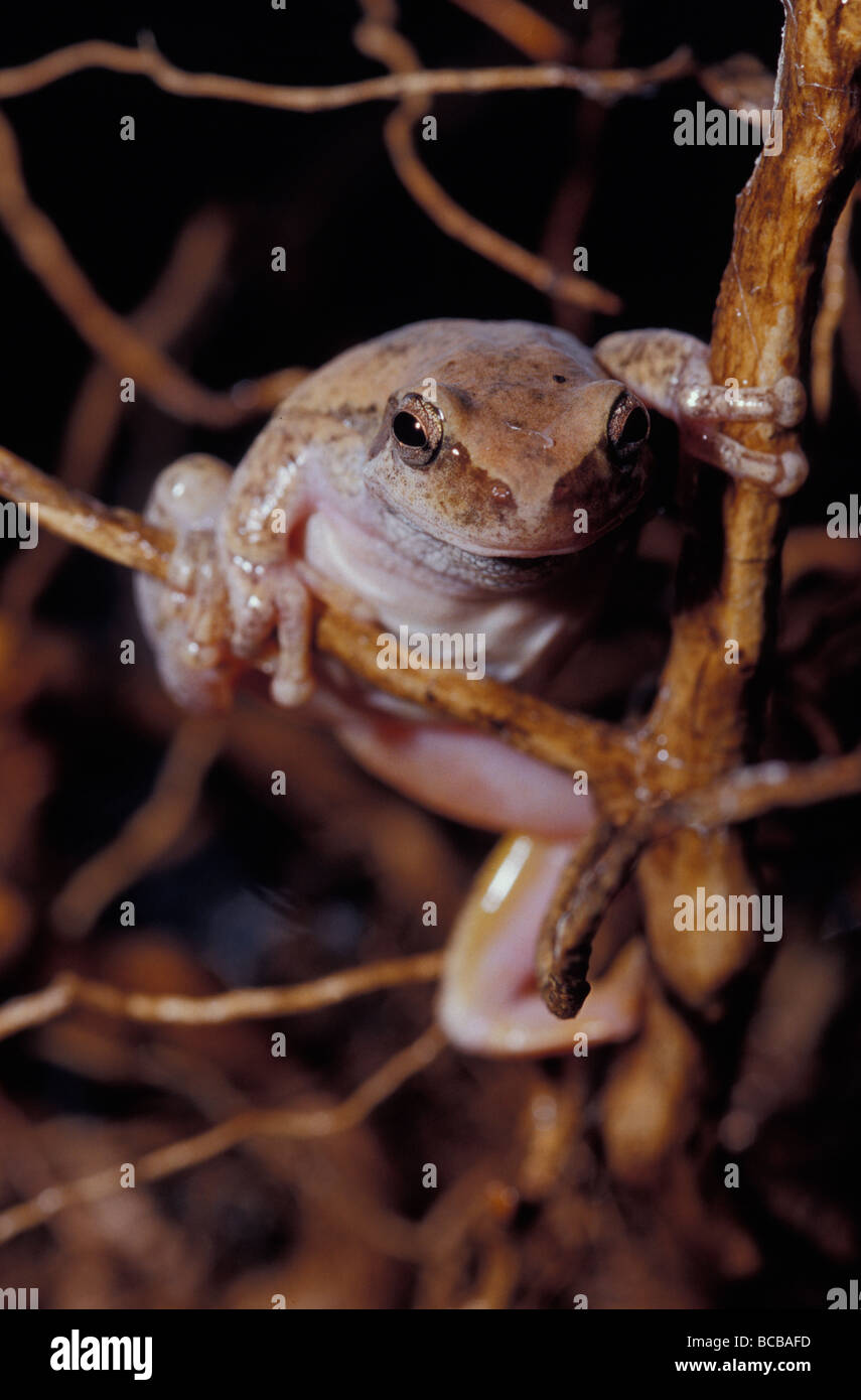 Desert tree frog hi-res stock photography and images - Alamy