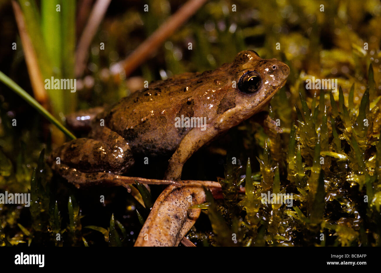 Common eastern froglet hi-res stock photography and images - Alamy