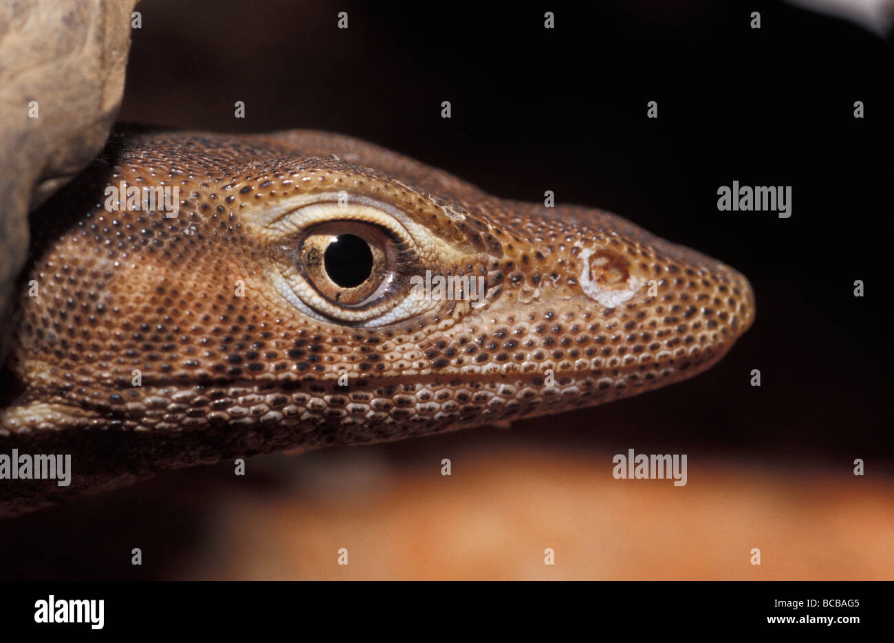 Close-up of a Black-headed Monitor's head, eye, nose and mouth Stock ...
