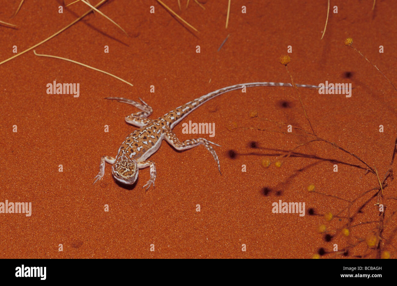 Military Dragon Stock Photos & Military Dragon Stock Images - Alamy