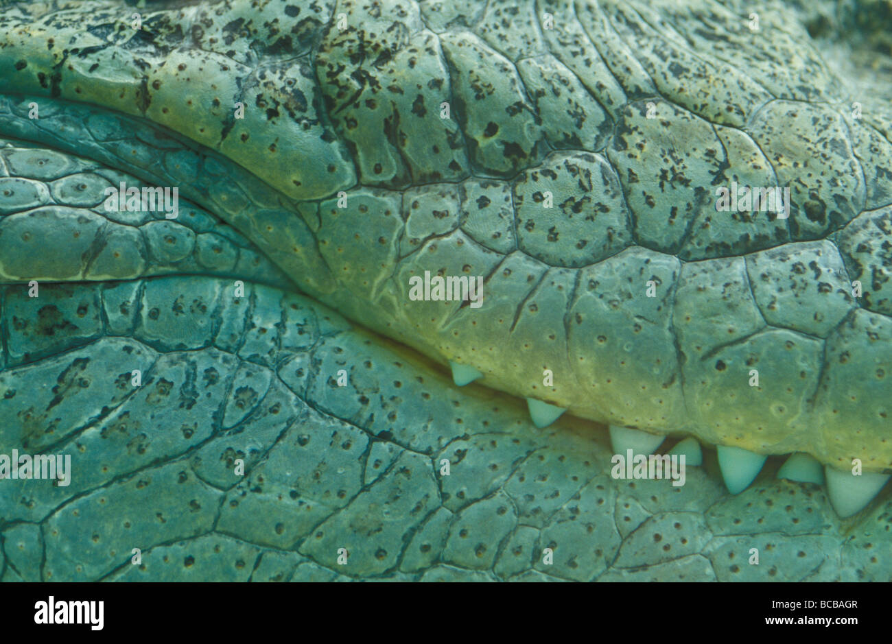 Close-up of a Saltwater Estuarine Crocodile's scales, jaw and teeth ...