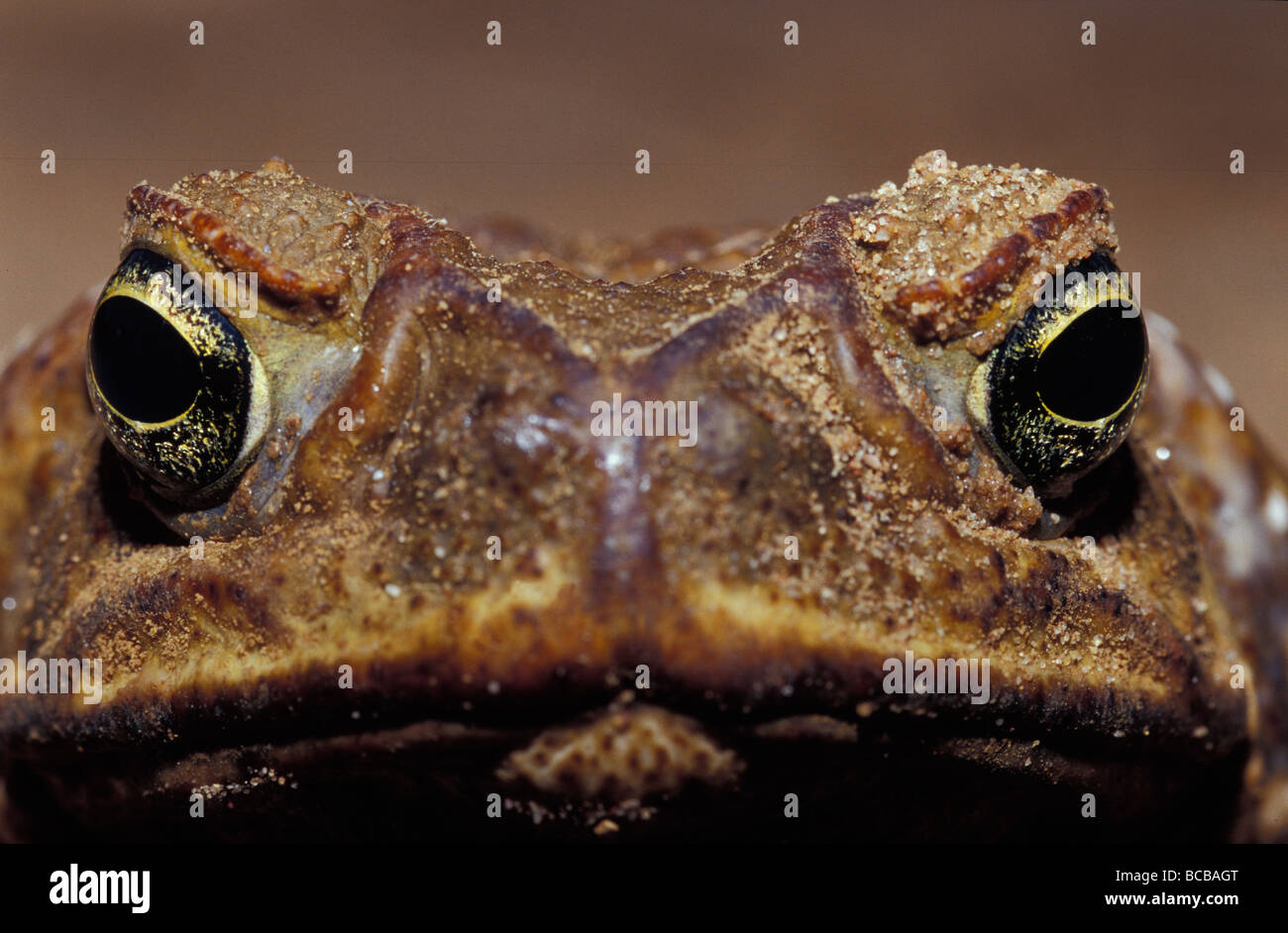 Toads face hi-res stock photography and images - Alamy
