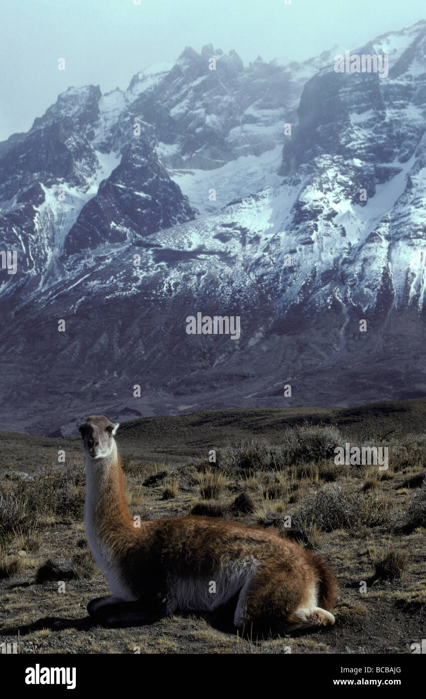 Guanaco foot hi-res stock photography and images - Alamy