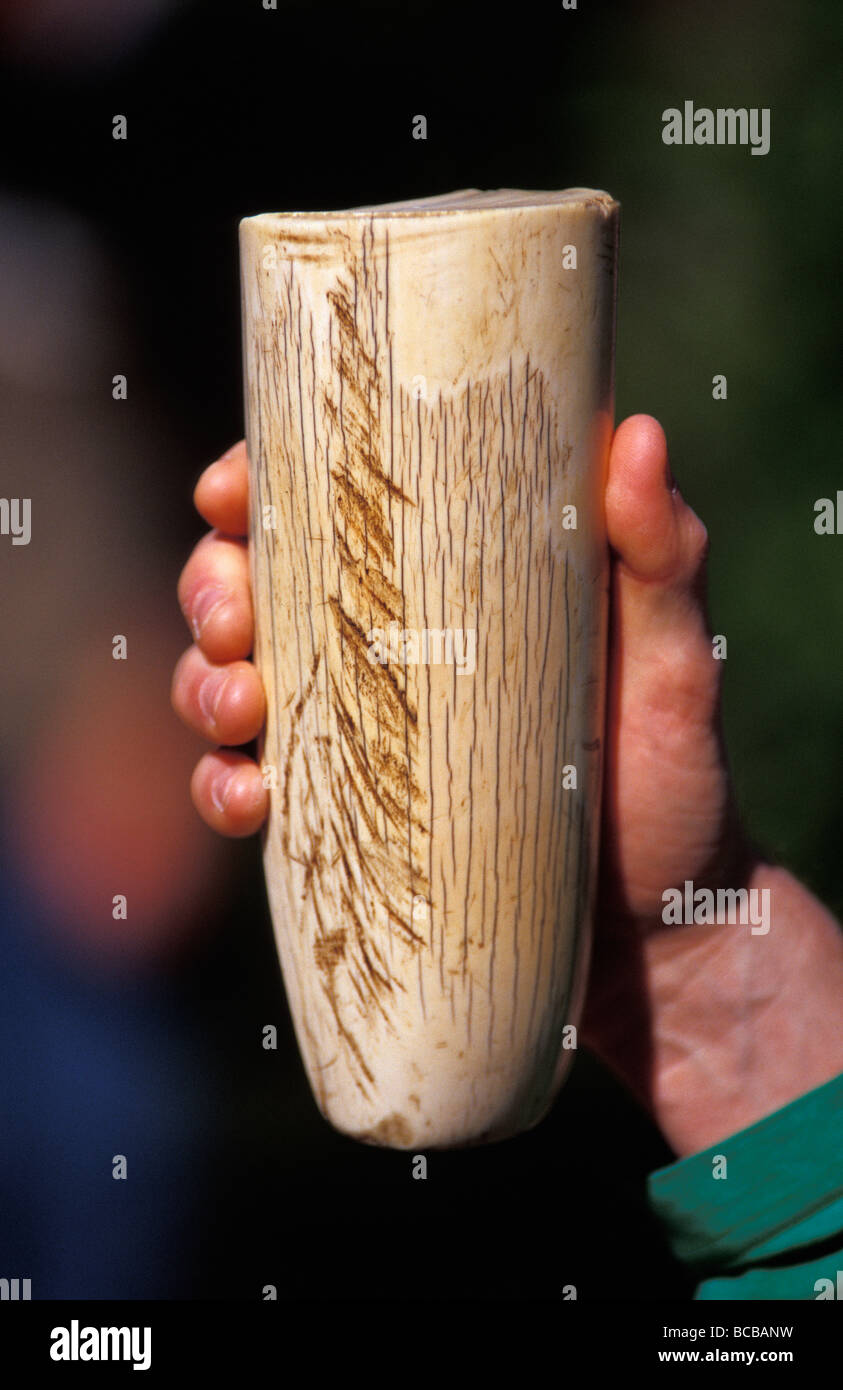 A sorn off Asian Elephant Tusk is made of ivory Stock Photo - Alamy