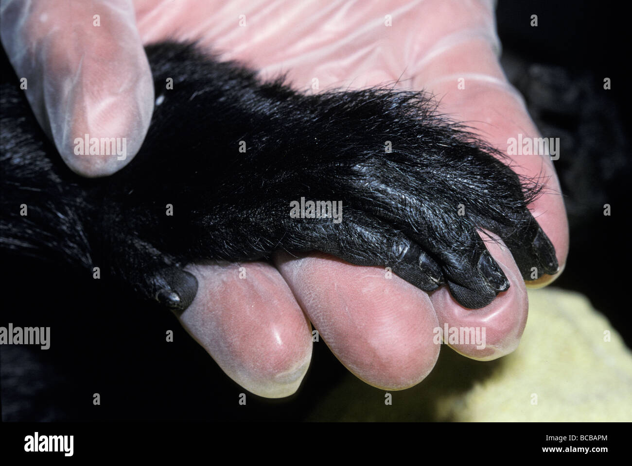 Monkey hand hi-res stock photography and images - Alamy
