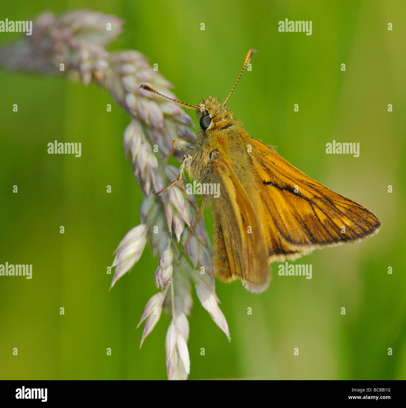 Large skipper butterfly uk uk hi-res stock photography and images - Alamy