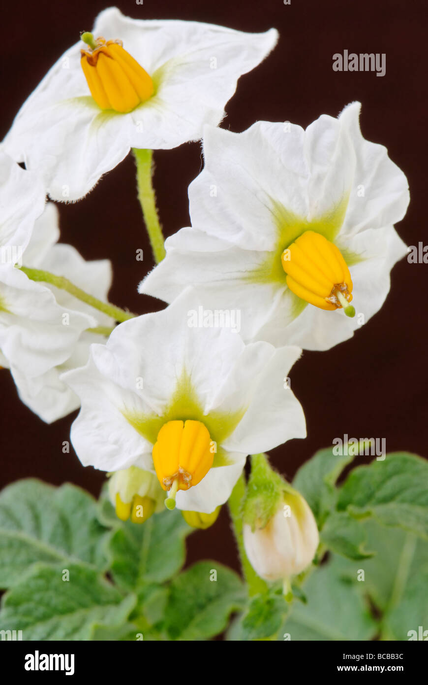 Flower of potato plant Stock Photo - Alamy