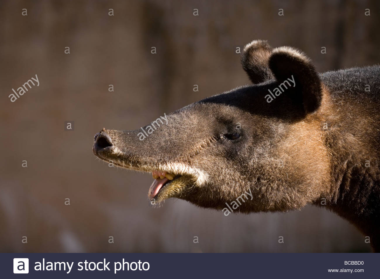 Tapir Tongue Animal Stock Photos & Tapir Tongue Animal Stock Images - Alamy