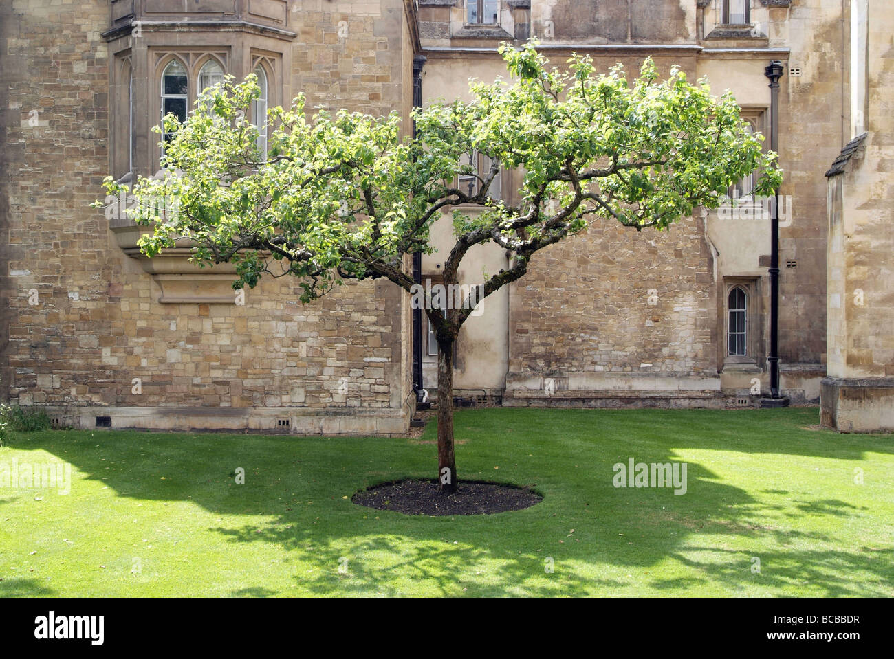 Apple tree trinity college cambridge hi-res stock photography and ...