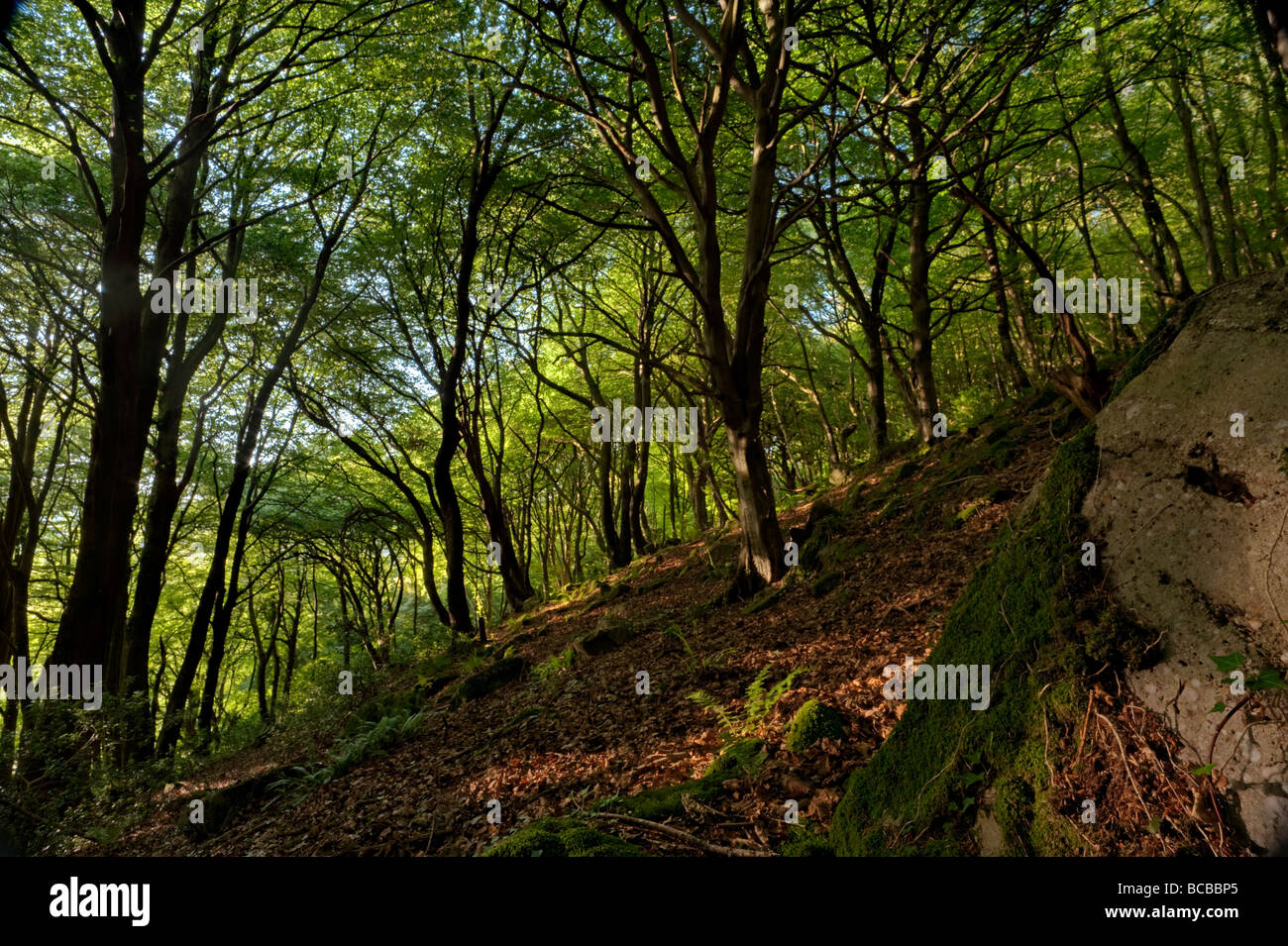 Canopy of beech hi-res stock photography and images - Alamy