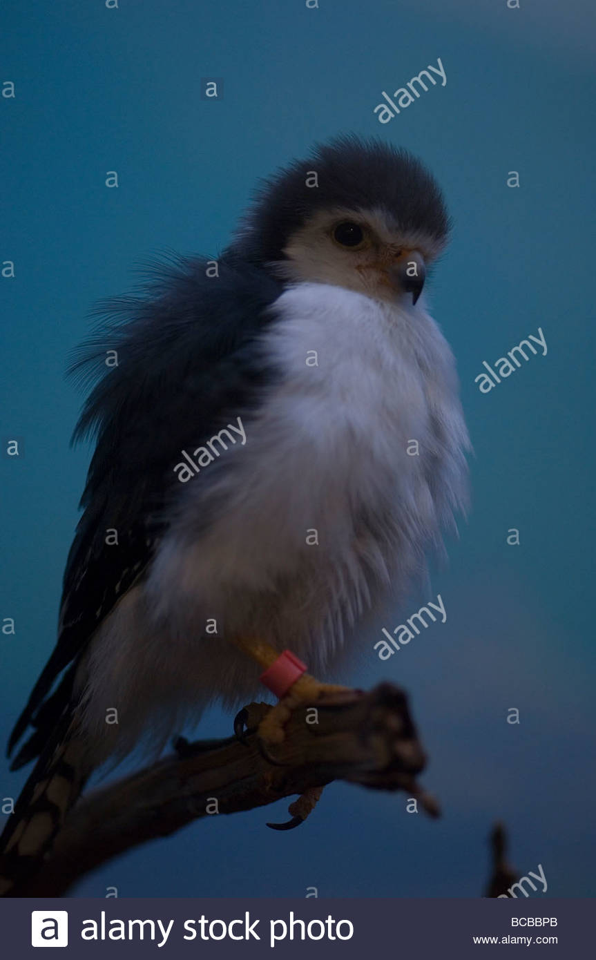African Pygmy Falcon High Resolution Stock Photography and Images - Alamy