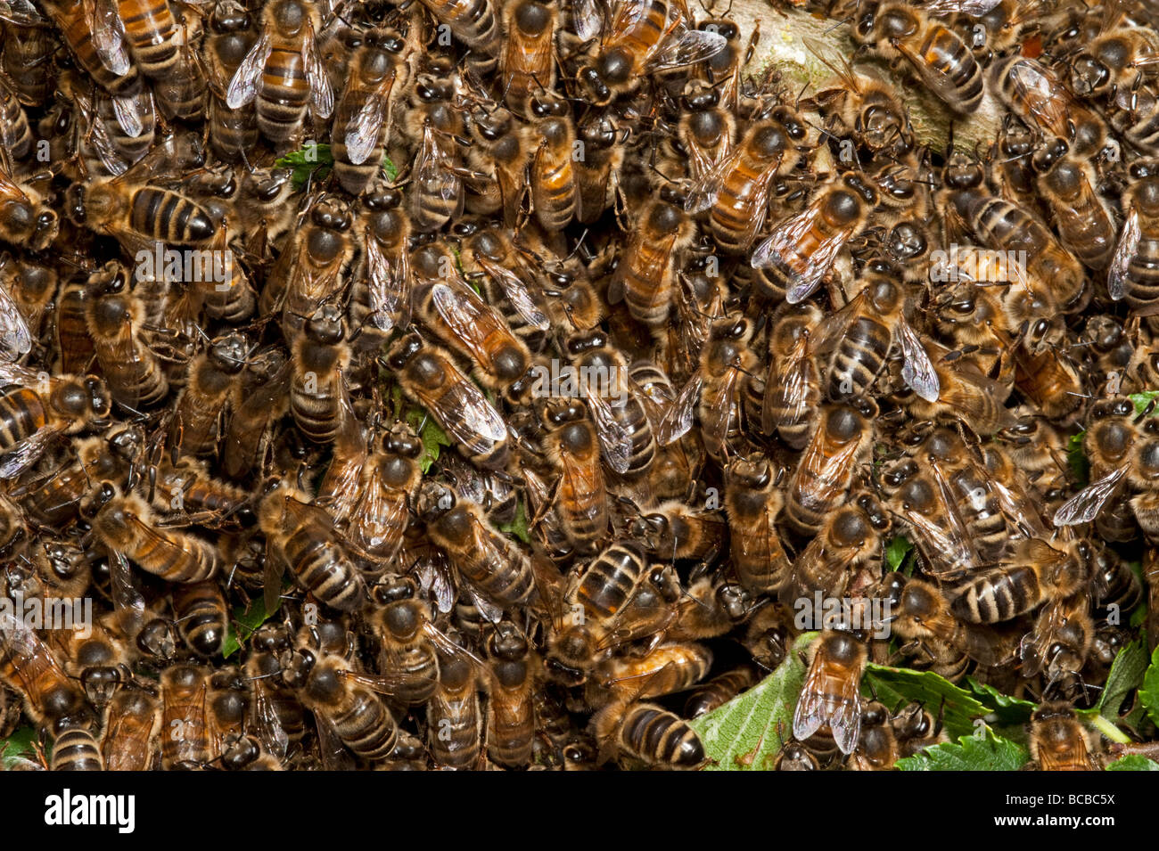 Honey bee swarm hi-res stock photography and images - Alamy