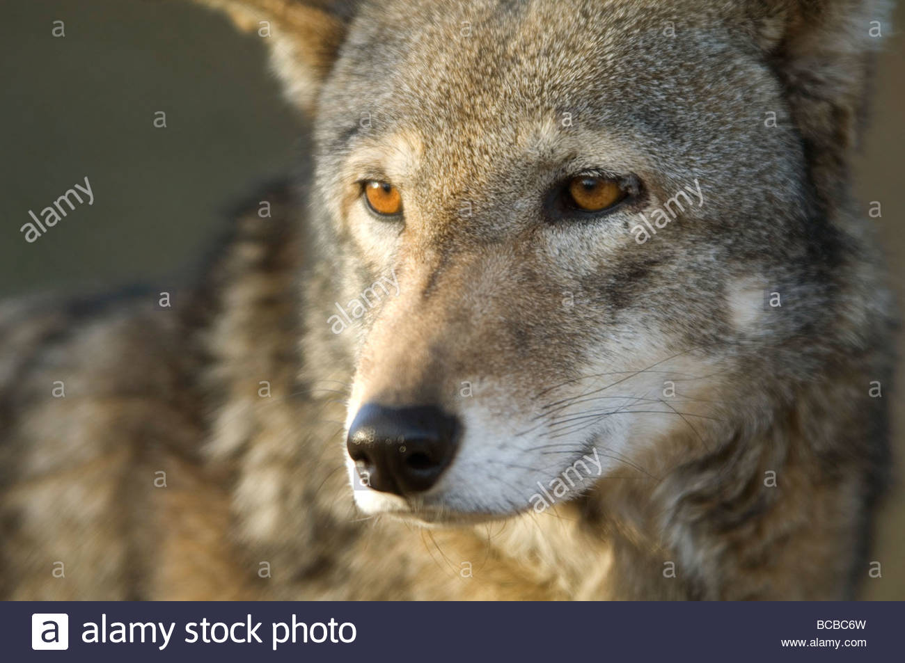 Canis Rufus Stock Photos & Canis Rufus Stock Images - Alamy