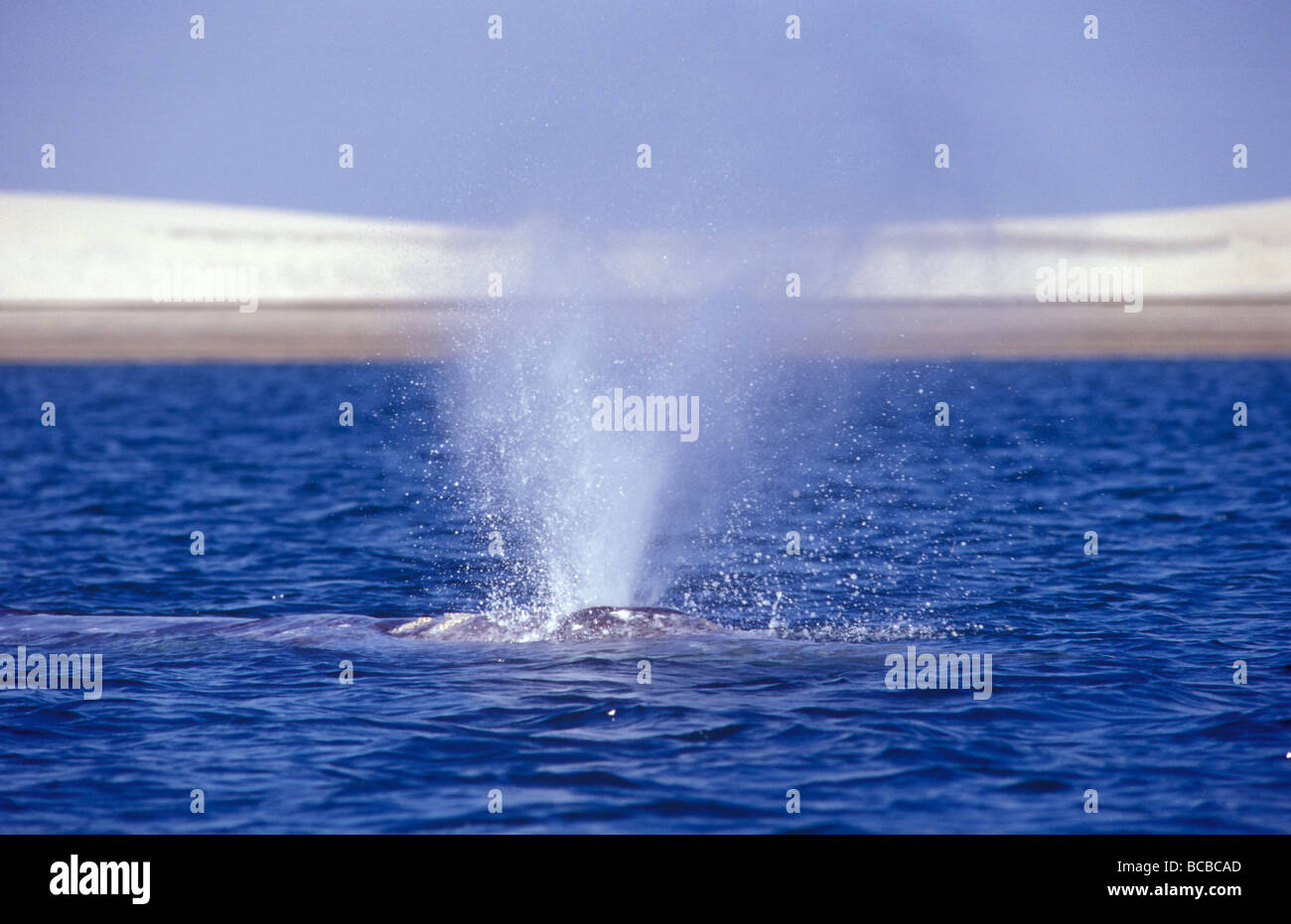 Spouting blue whale hi-res stock photography and images - Alamy