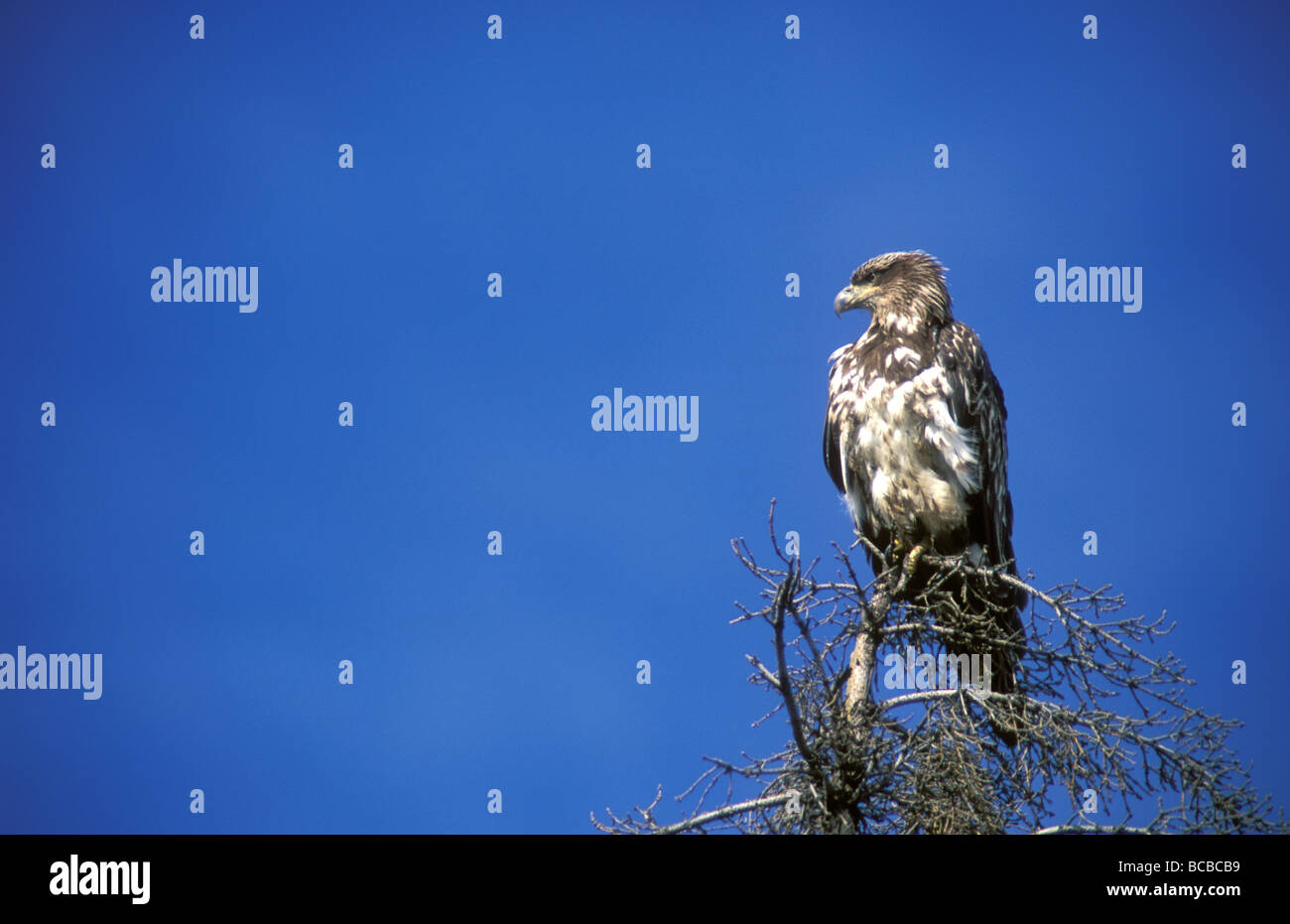 Immature Bald Eagle (Haliaeetus leucocephalus) perched atop a tree ...