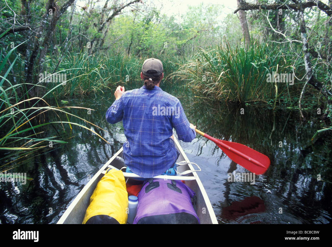 Canoeing on the Turner River through the mangroves Stock Photo - Alamy
