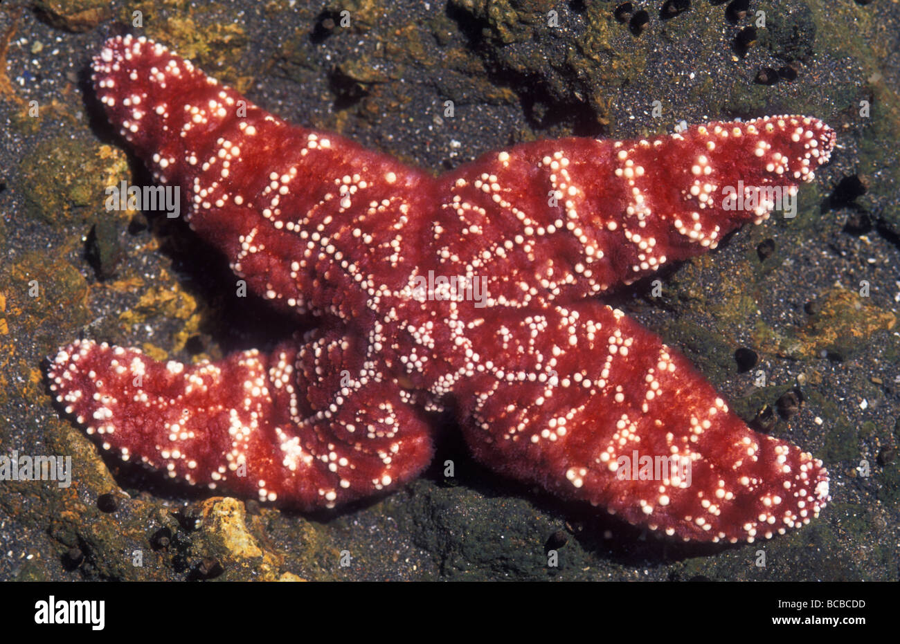 Ochre Sea Star (Pisaster ochraceus) in a tidepool Stock Photo - Alamy