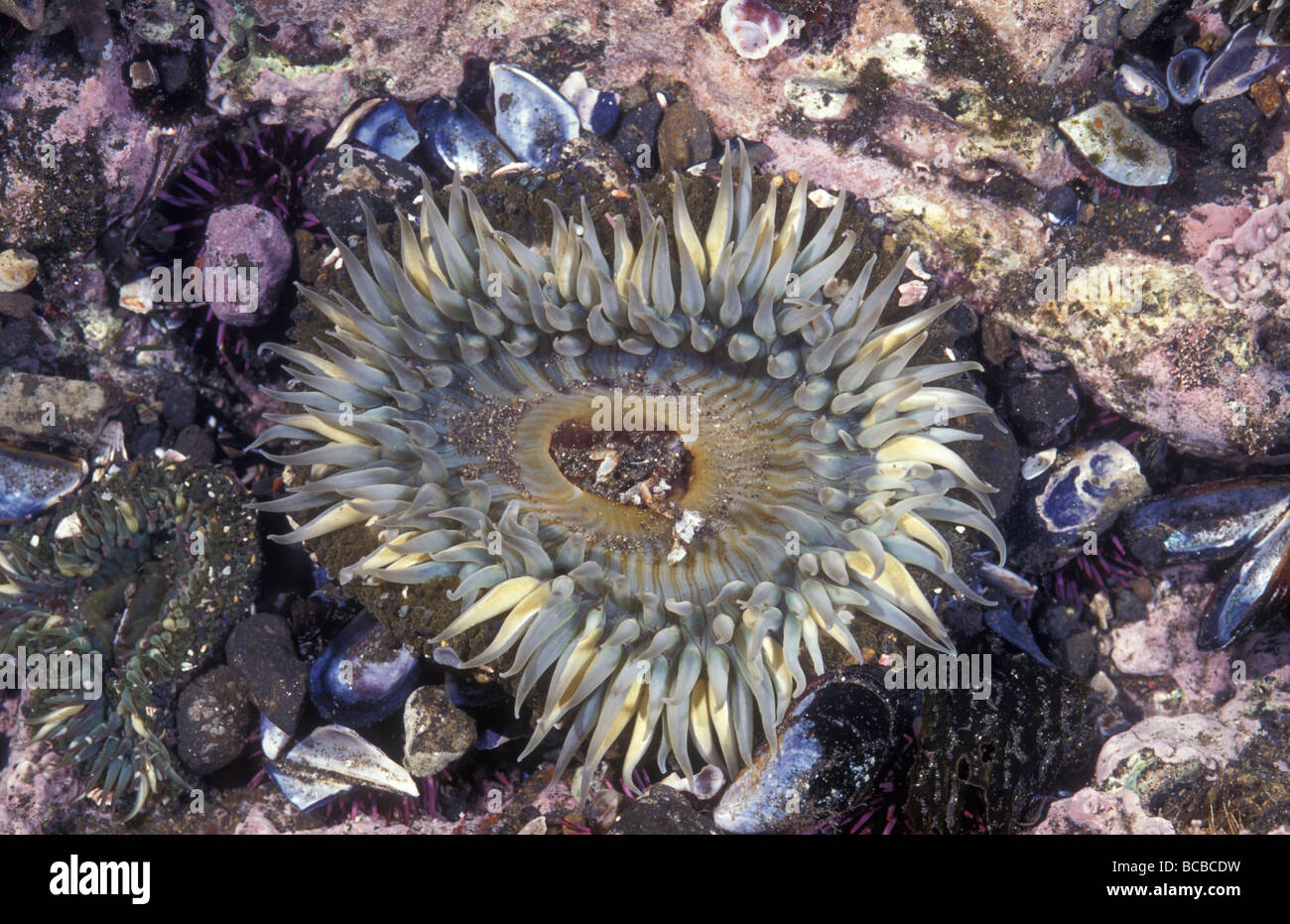 Giant Green Anemone (Anthopleura xanthogrammica) in a tidepool Stock ...