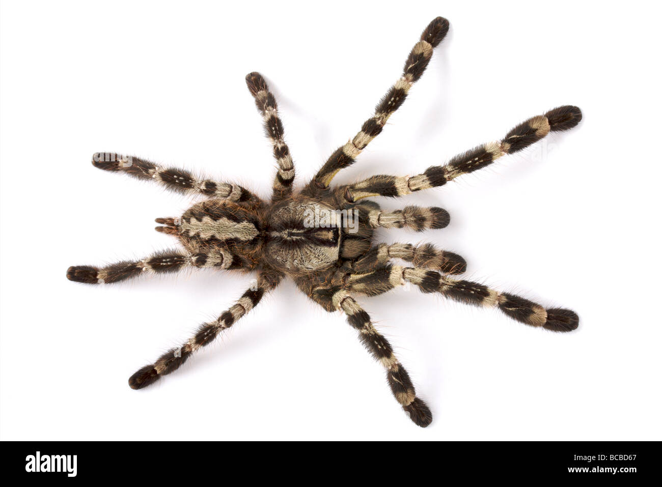 Scary spider hi-res stock photography and images - Alamy