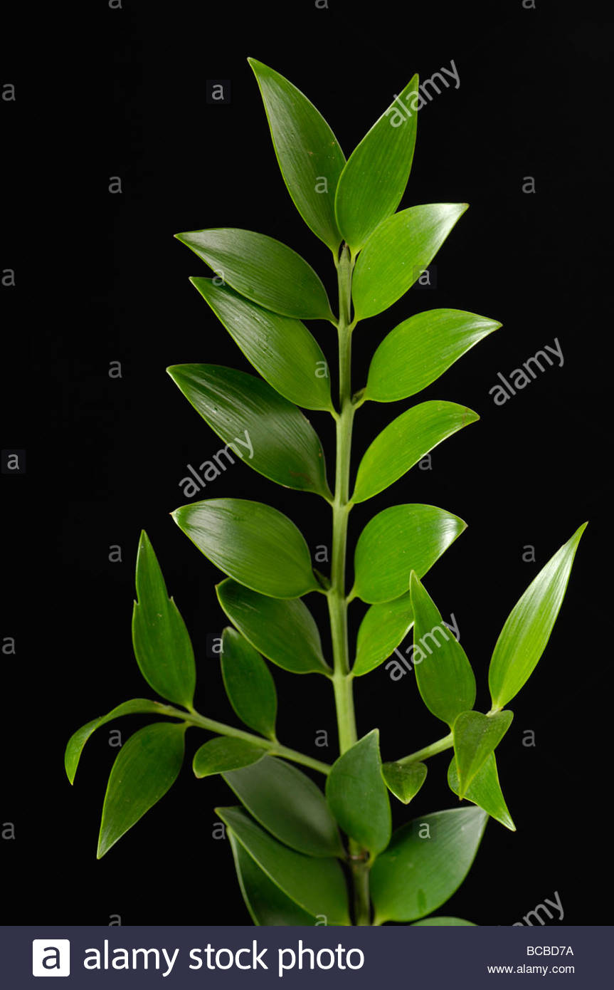 Cocculus Stock Photos & Cocculus Stock Images - Alamy