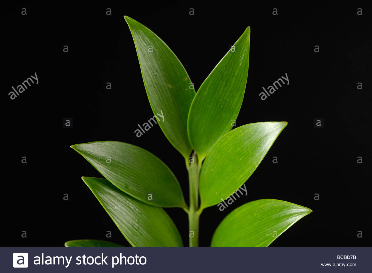 Cocculus Stock Photos & Cocculus Stock Images - Alamy