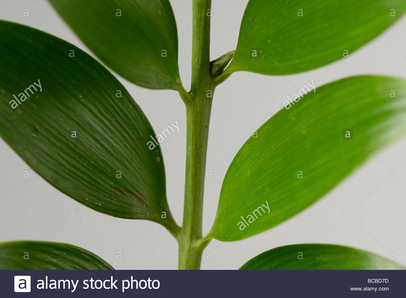 Cocculus Stock Photos & Cocculus Stock Images - Alamy