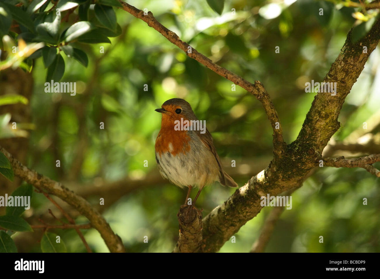 Robin Redbreast on branch Stock Photo - Alamy