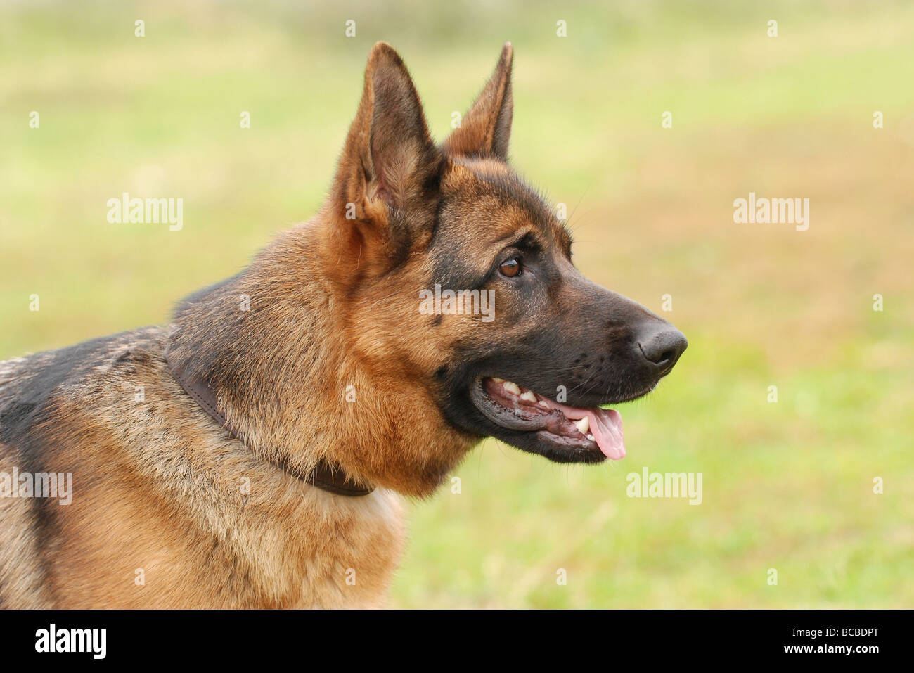 German shepherd dog portrait in garden Stock Photo - Alamy