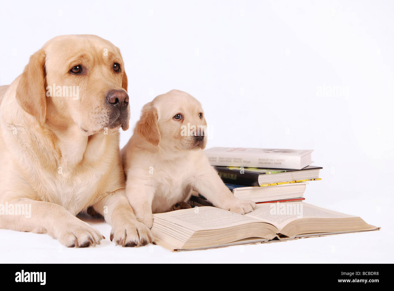 Little labrador puppy with his mother and books Stock Photo - Alamy