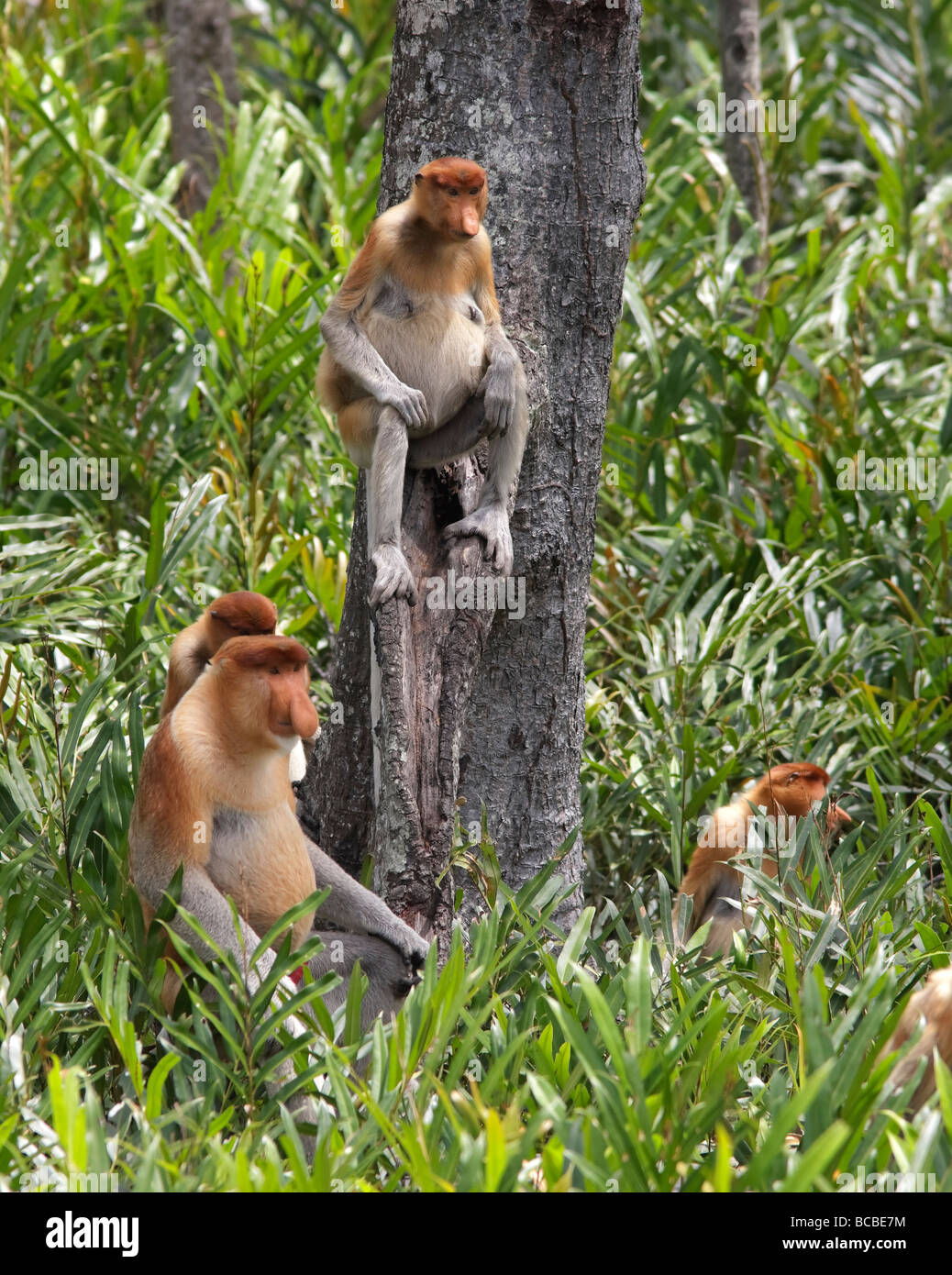 Proboscis monkey group hi-res stock photography and images - Alamy