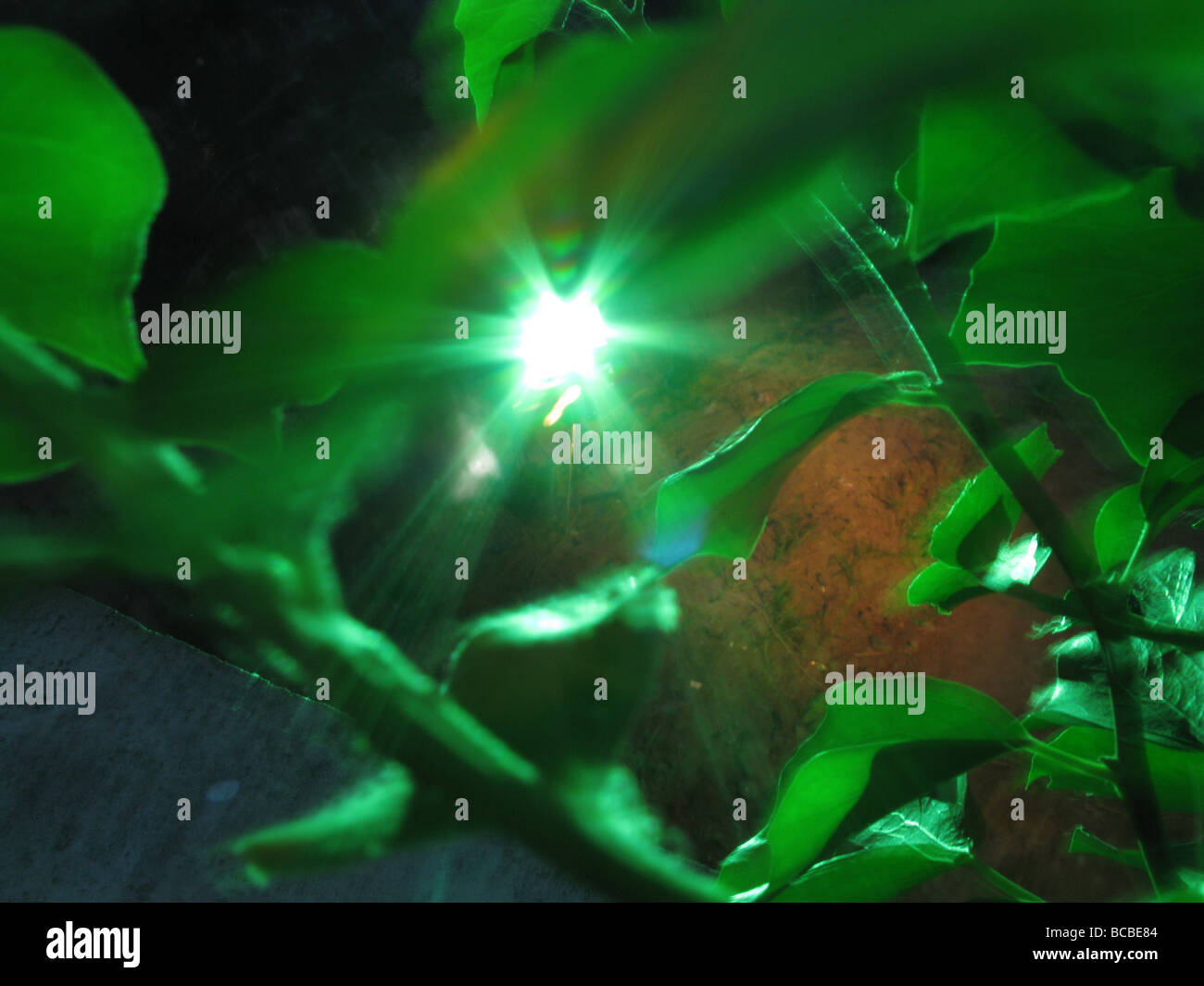 blurred green ivy leaves and spotlight at night Stock Photo - Alamy