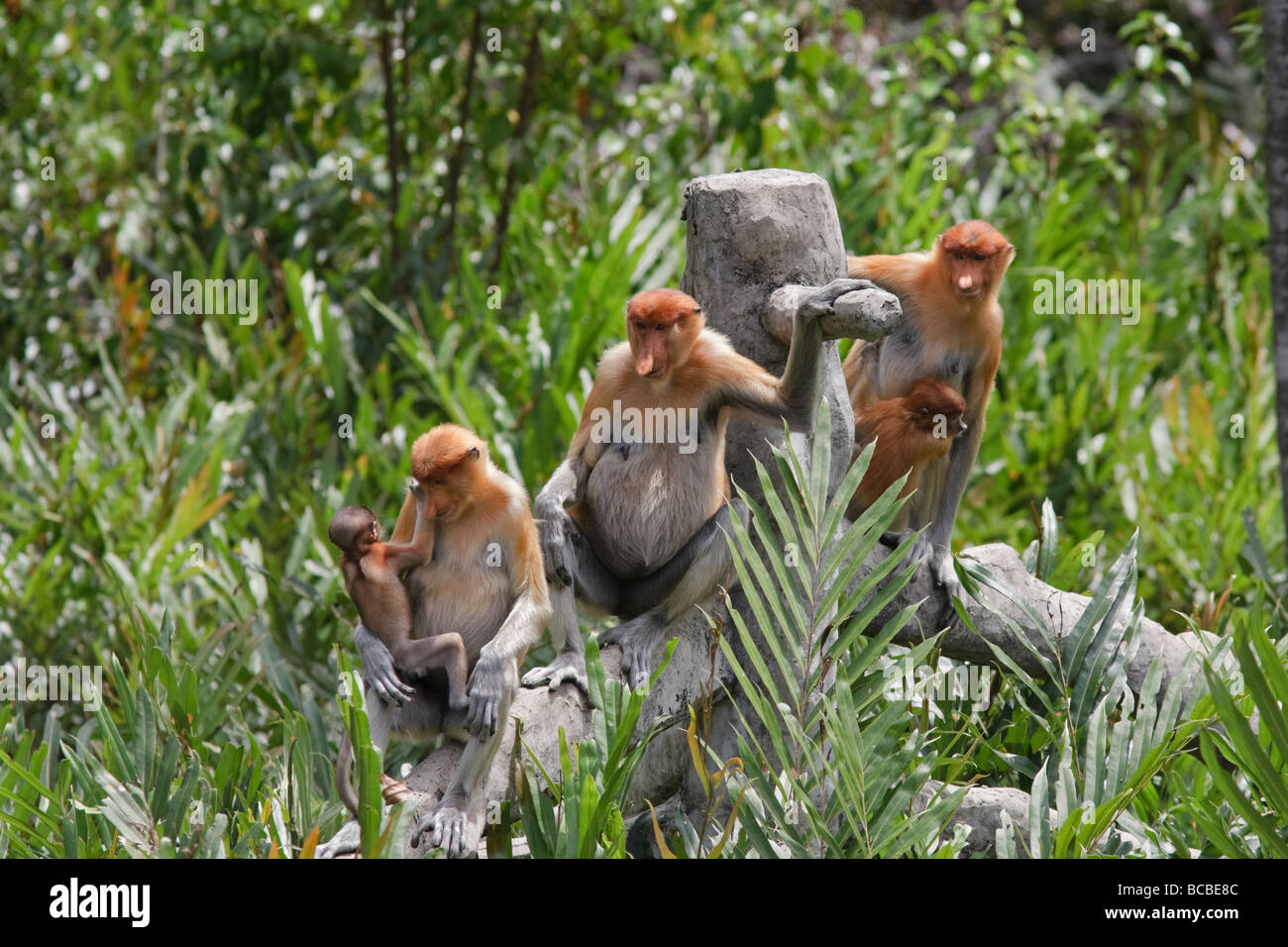 Monkey feet hi-res stock photography and images - Alamy
