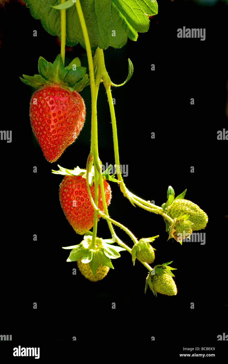 Strawberry Plant in sunlight Stock Photo - Alamy