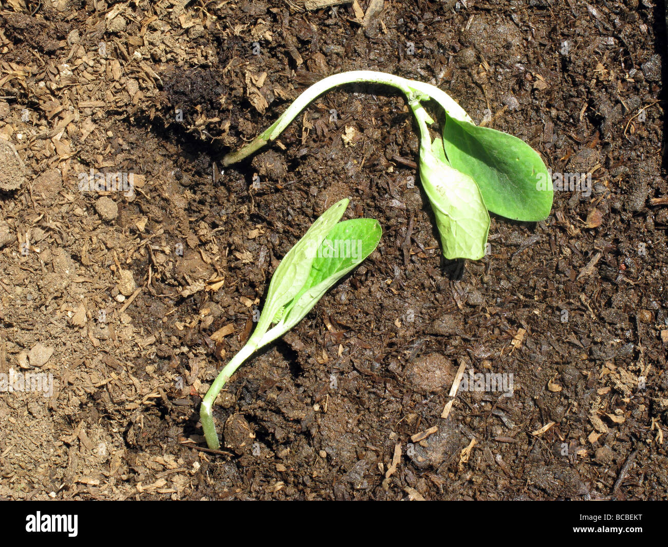 two leaves sprouting in soil in vegetable patch Stock Photo - Alamy