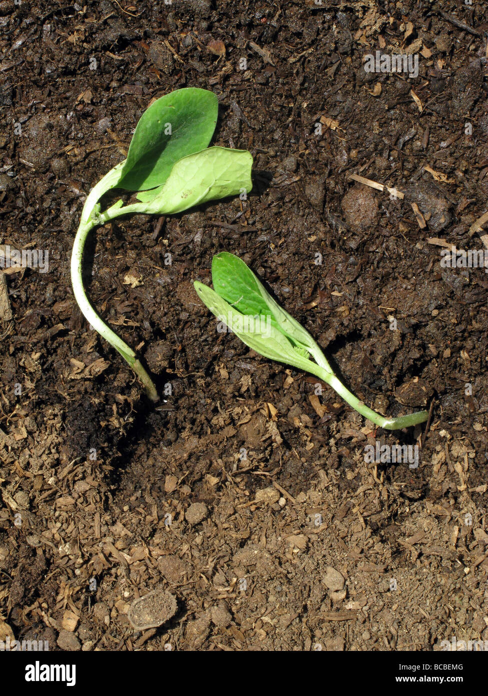 two leaves sprouting in soil in vegetable patch Stock Photo - Alamy