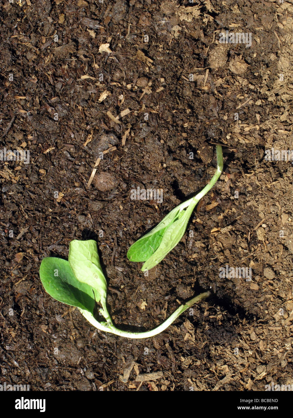 two leaves sprouting in soil in vegetable patch Stock Photo - Alamy