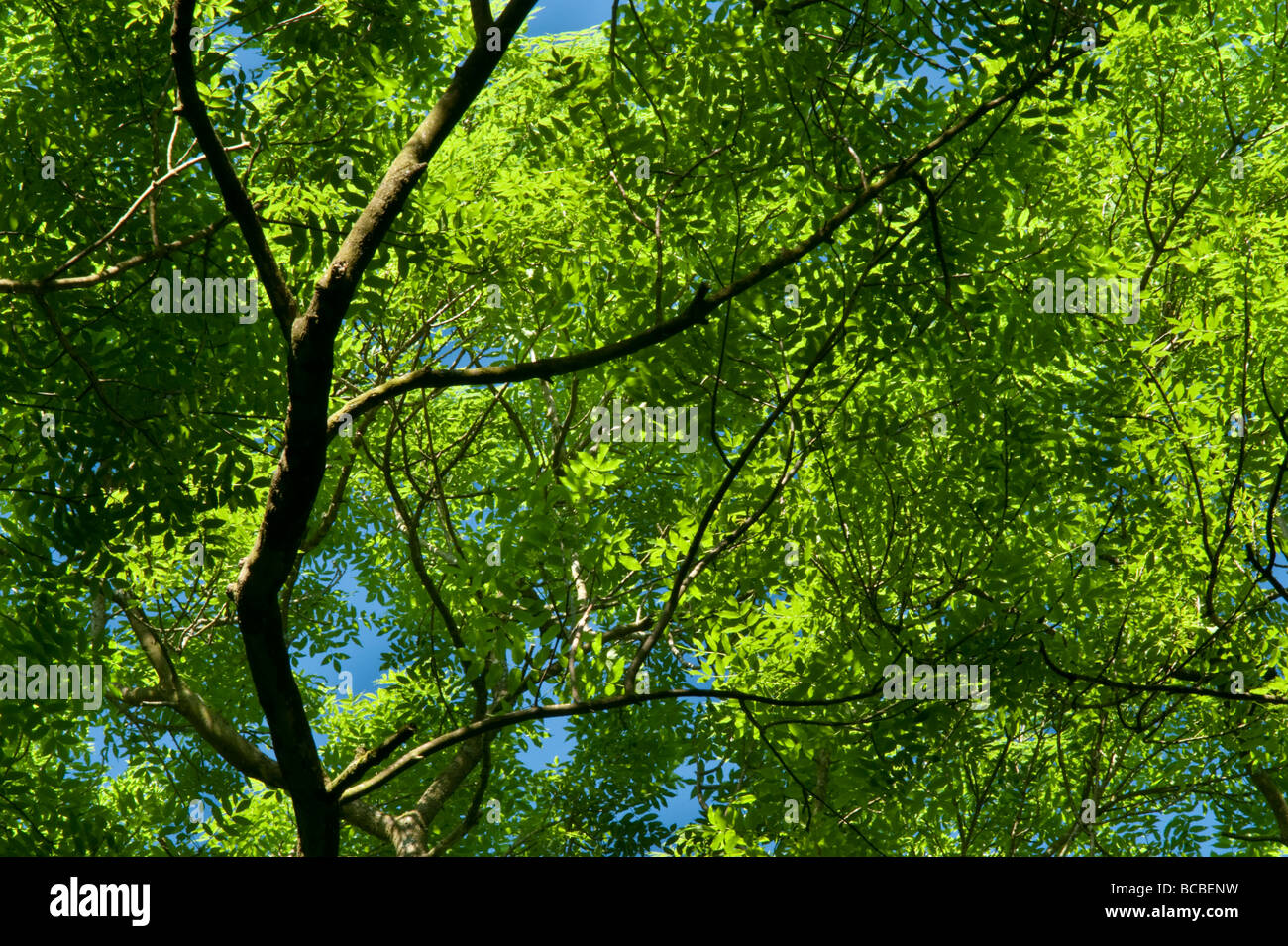 Ash tree hi-res stock photography and images - Alamy