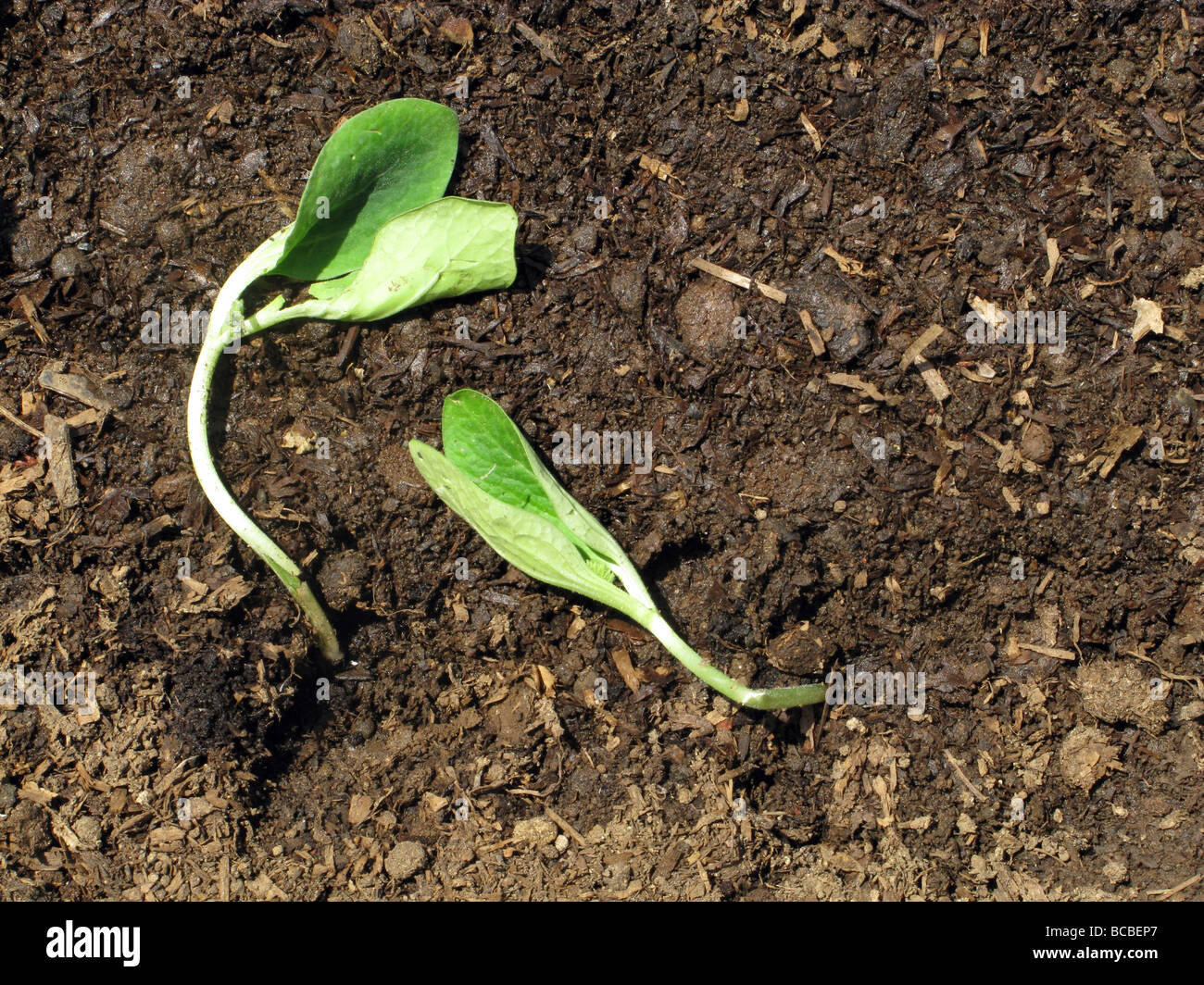 two leaves sprouting in soil in vegetable patch Stock Photo - Alamy