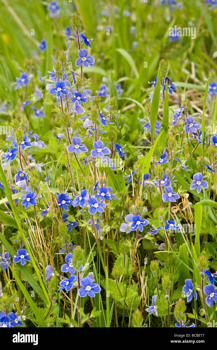 Speedwell hi-res stock photography and images - Alamy
