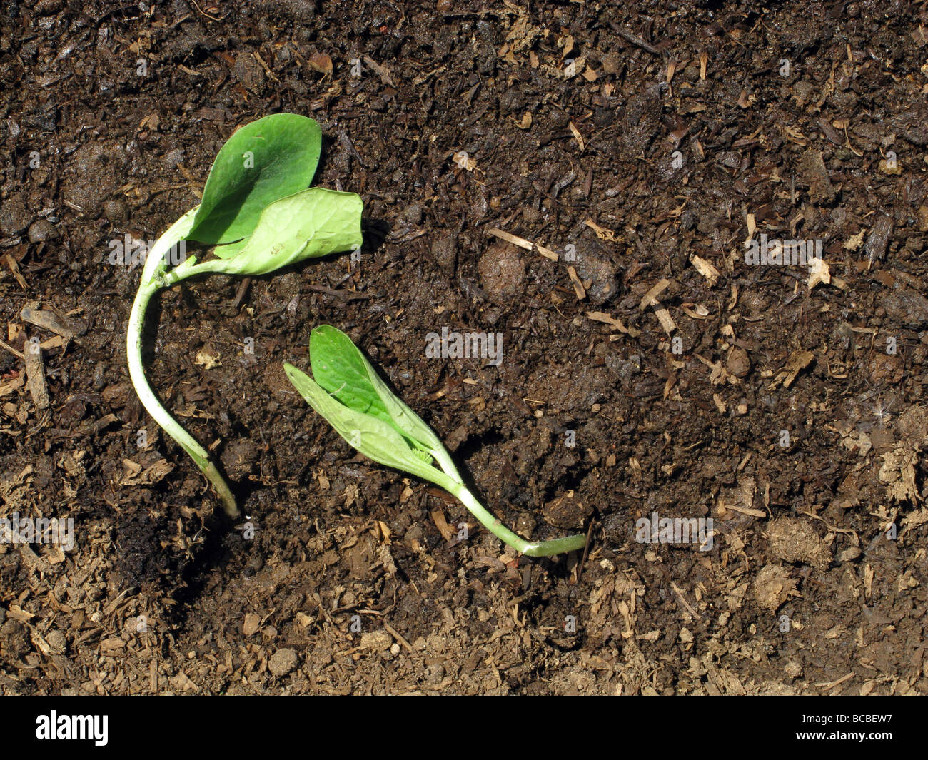 two leaves sprouting in soil in vegetable patch Stock Photo - Alamy