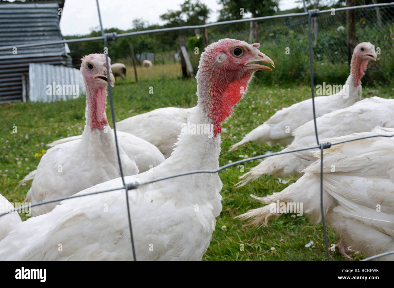Stock photo of a group of free range Turkeys in a field Stock Photo - Alamy