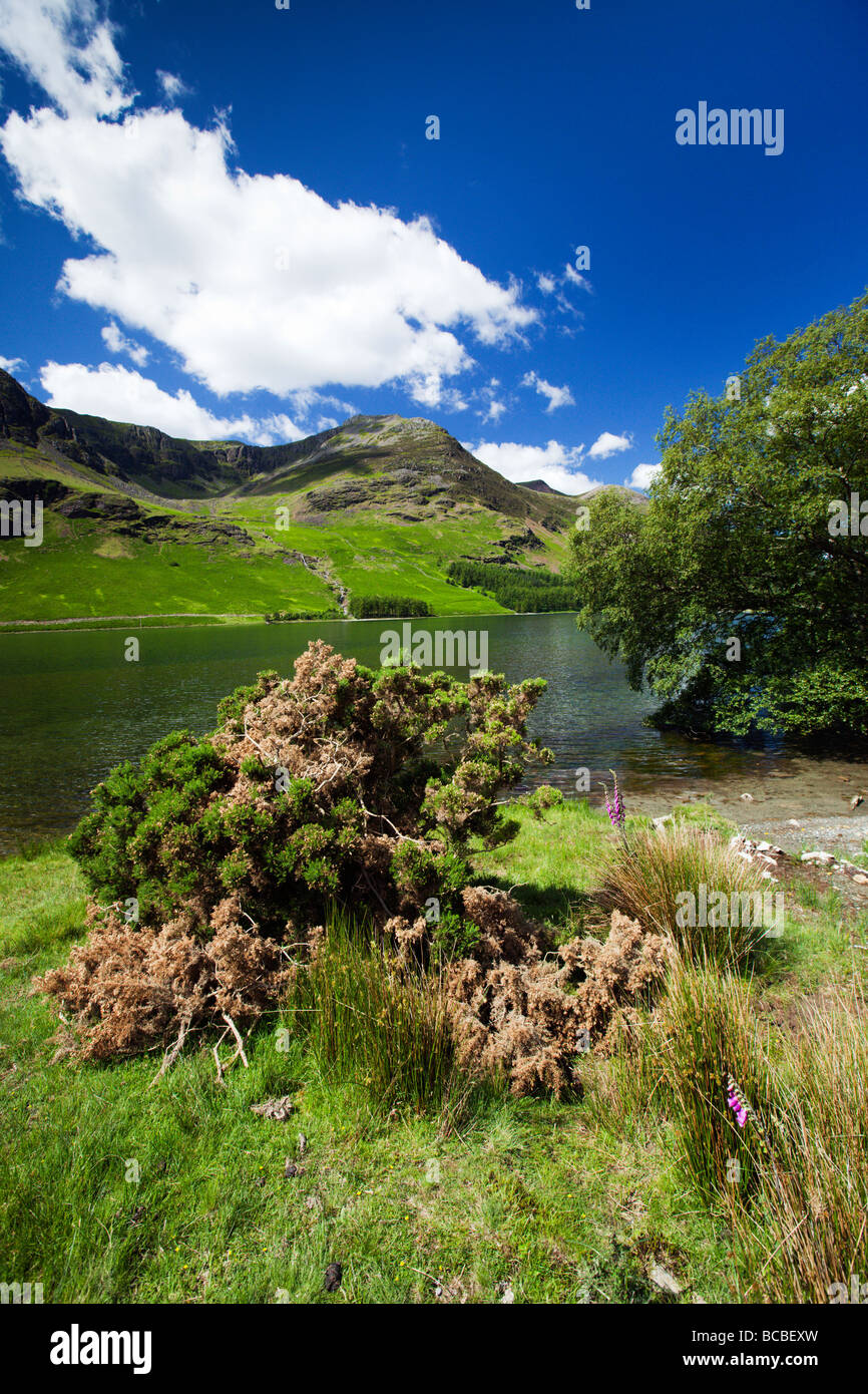 Buttermere Lakeshore With Red Pike Mountain Across The Lake, Buttermere ...
